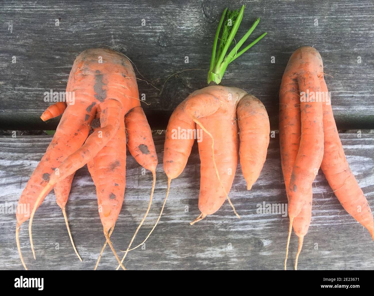 Deformed carrot hi-res stock photography and images - Alamy