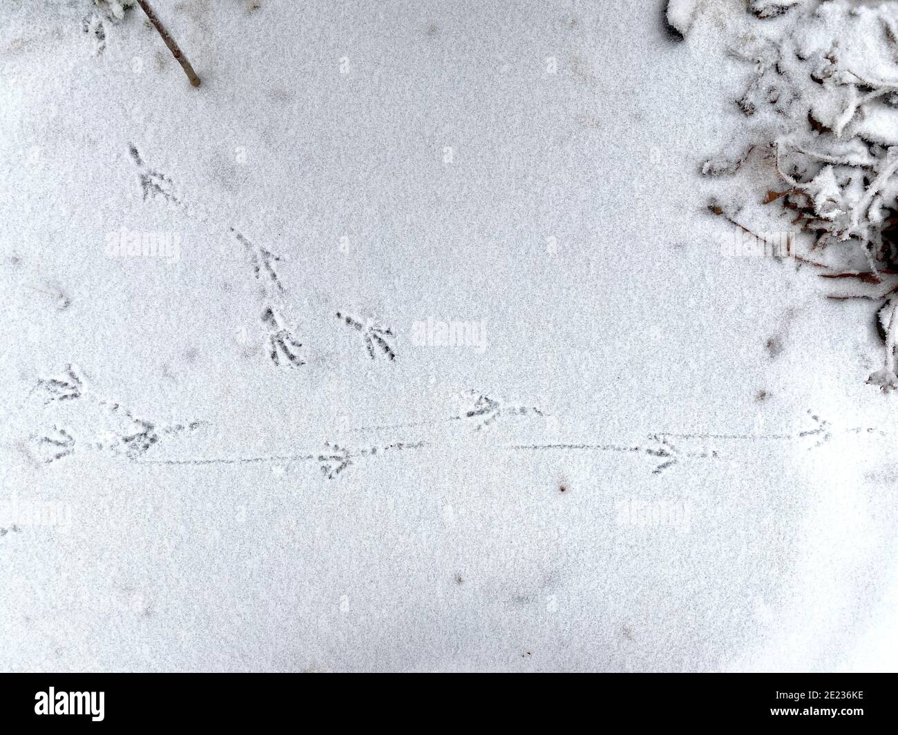 Bird Footprints In First Snow. Traces Of Bird Paws On The Snow. Winter ...