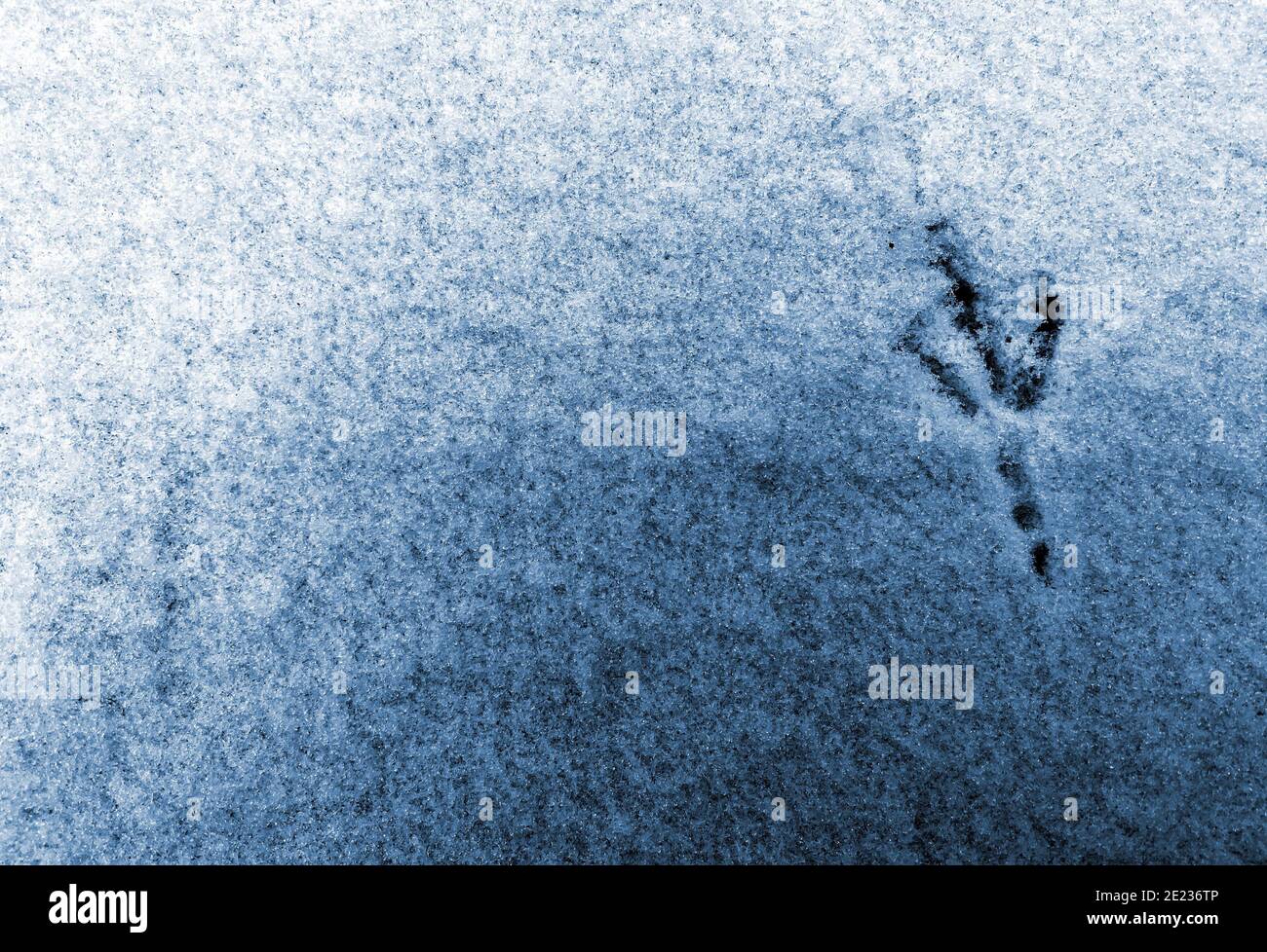 Bird footprint hi-res stock photography and images - Alamy