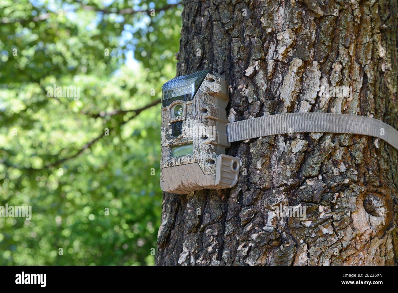 Camera attached to a tree, used by hunters to spy wild animals. Black ...