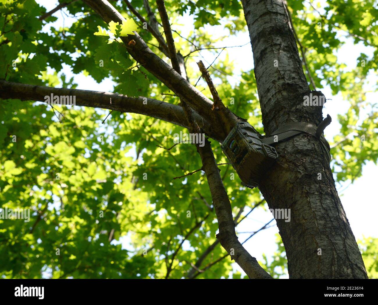 Camera attached to a tree, used by hunters to spy wild animals. Black ...
