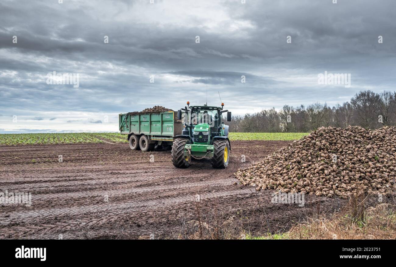 Sugar beet harvesting hi-res stock photography and images - Alamy