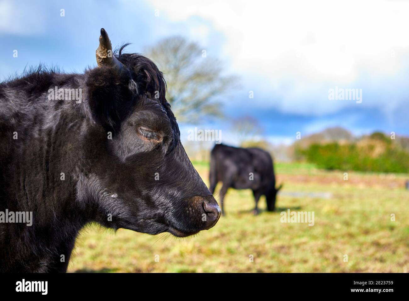 Jersey bull cattle hi-res stock photography and images - Alamy