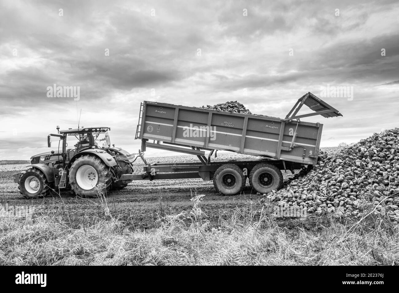 Tractor with a large trailer unloading freshly harvest sugar beet Stock ...