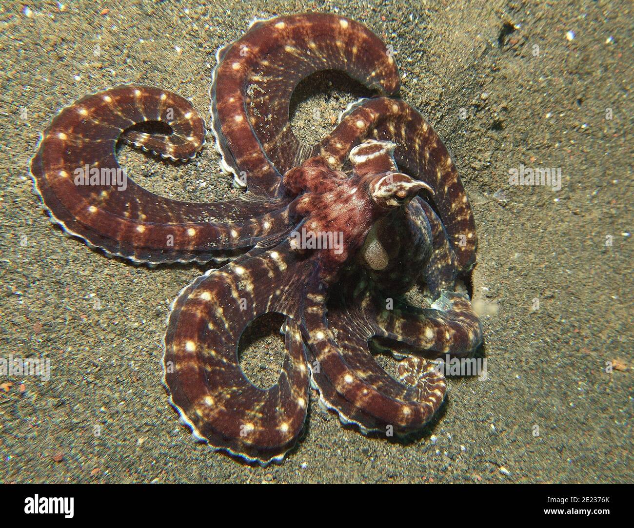 Mimic Octopus Walking at Holly Mellott blog
