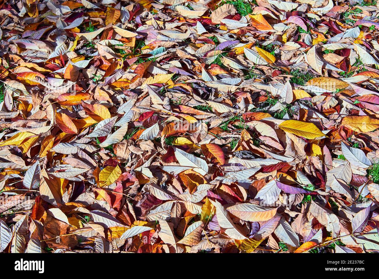 Image of fallen leaves in Autum/Fall Stock Photo - Alamy