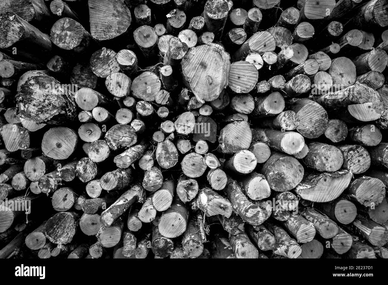 Trees beech on forest Black and White Stock Photos & Images - Alamy