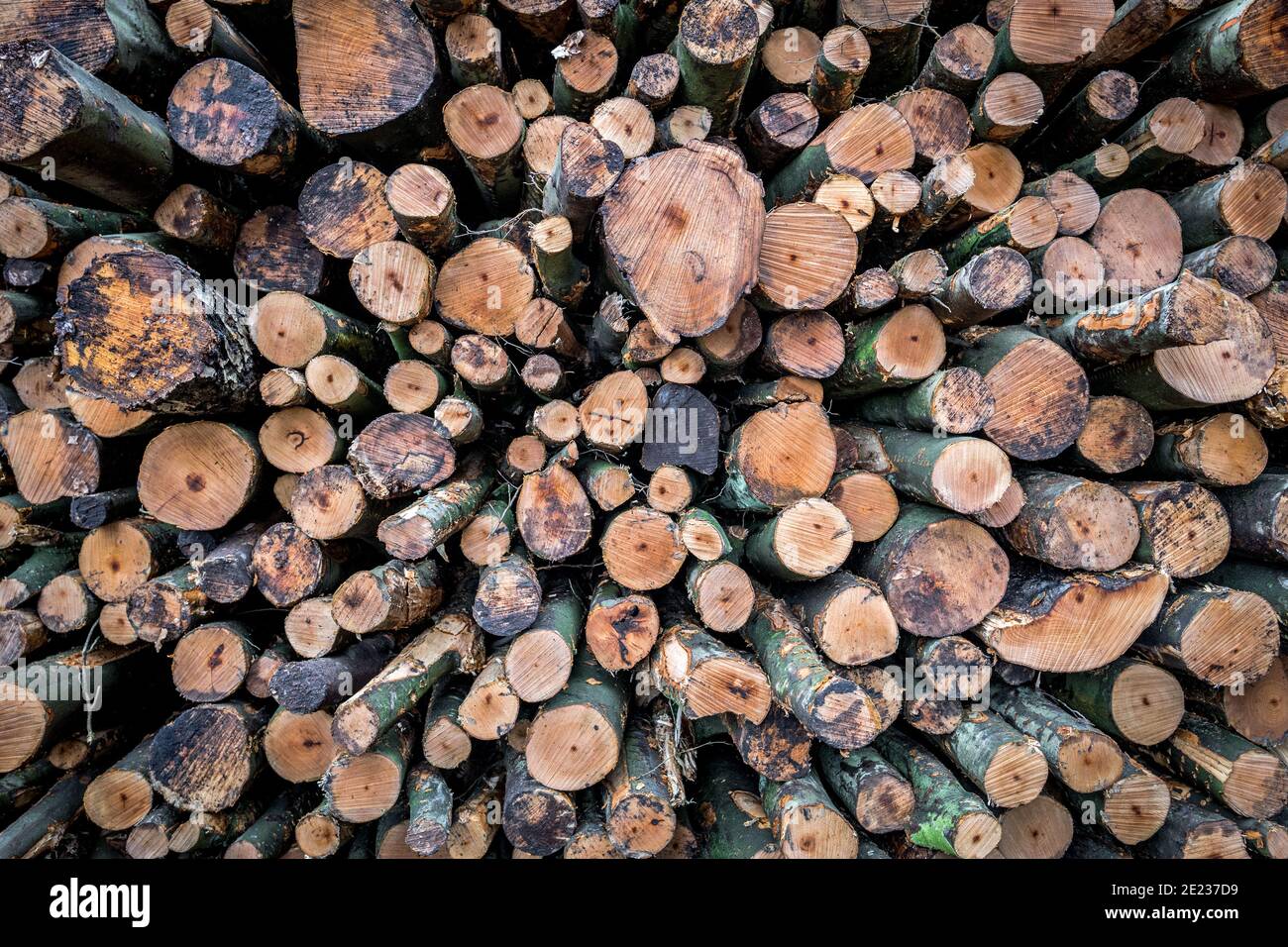Birch and beech trees hi-res stock photography and images - Alamy