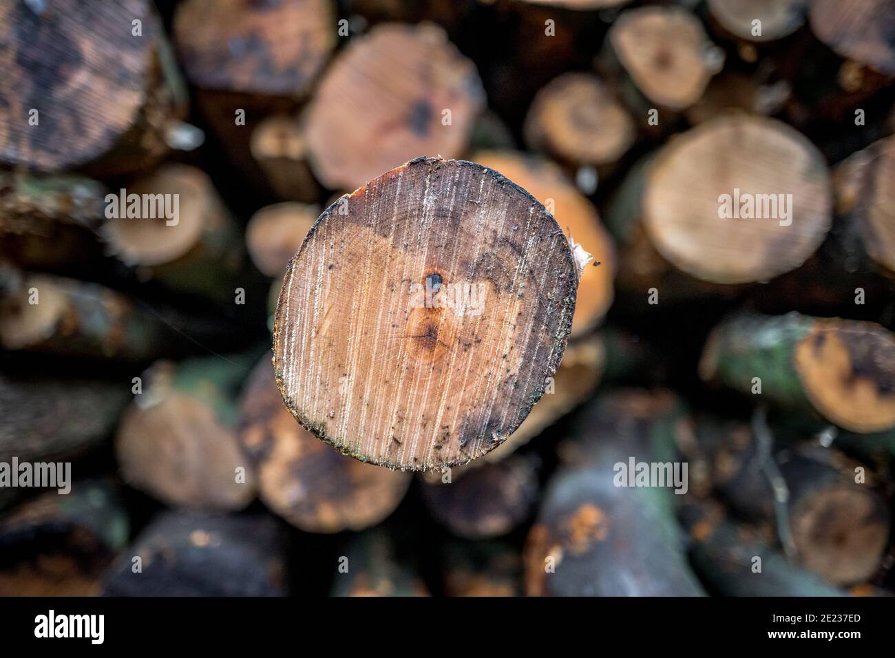 Birch and beech trees hi-res stock photography and images - Alamy