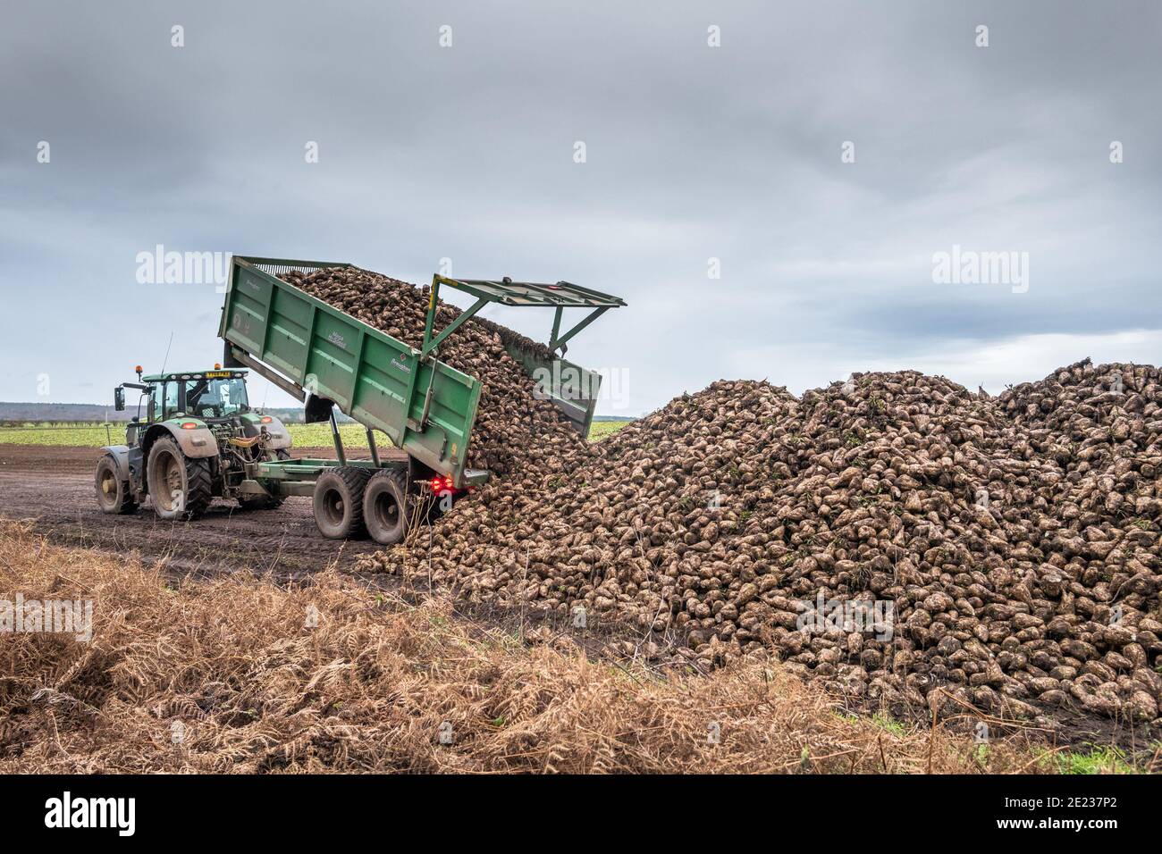 Tractor with a large trailer unloading freshly harvest sugar beet Stock ...