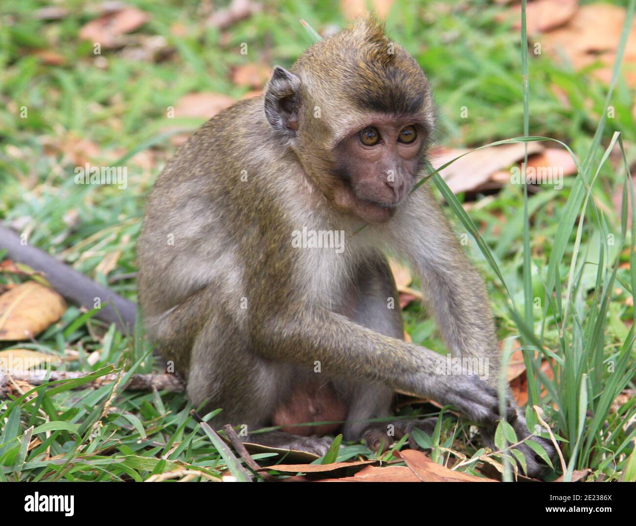 Long tailed macaque monkeys on Mauritius Stock Photo - Alamy