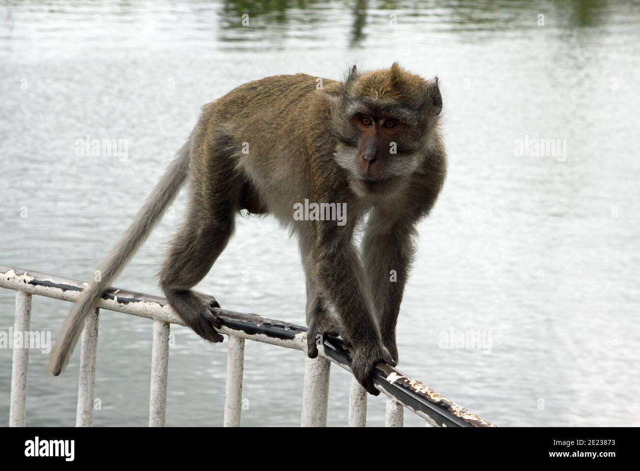 Long tailed macaque monkeys on Mauritius Stock Photo - Alamy