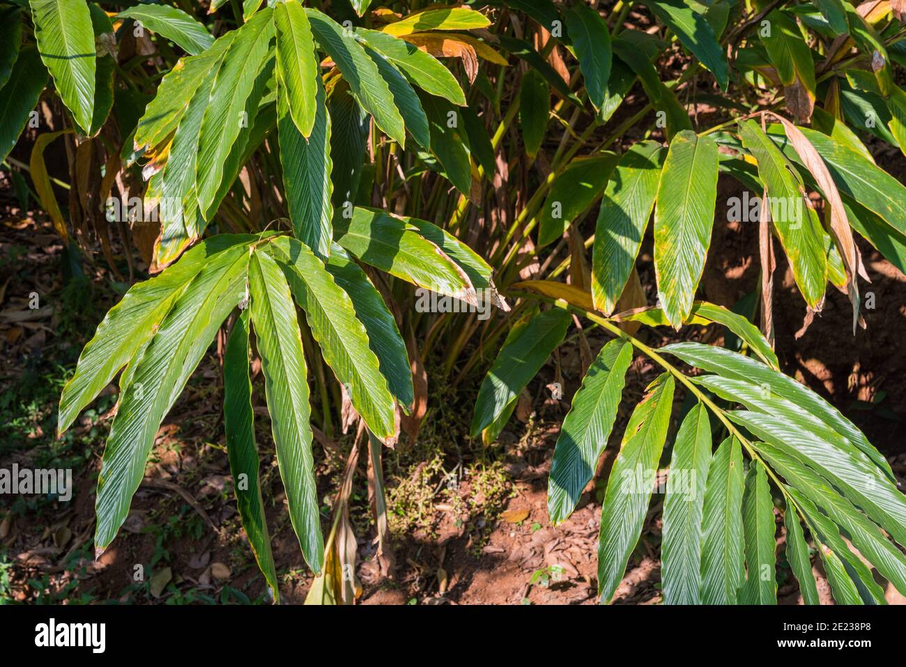 Cardamom plant hi-res stock photography and images - Alamy