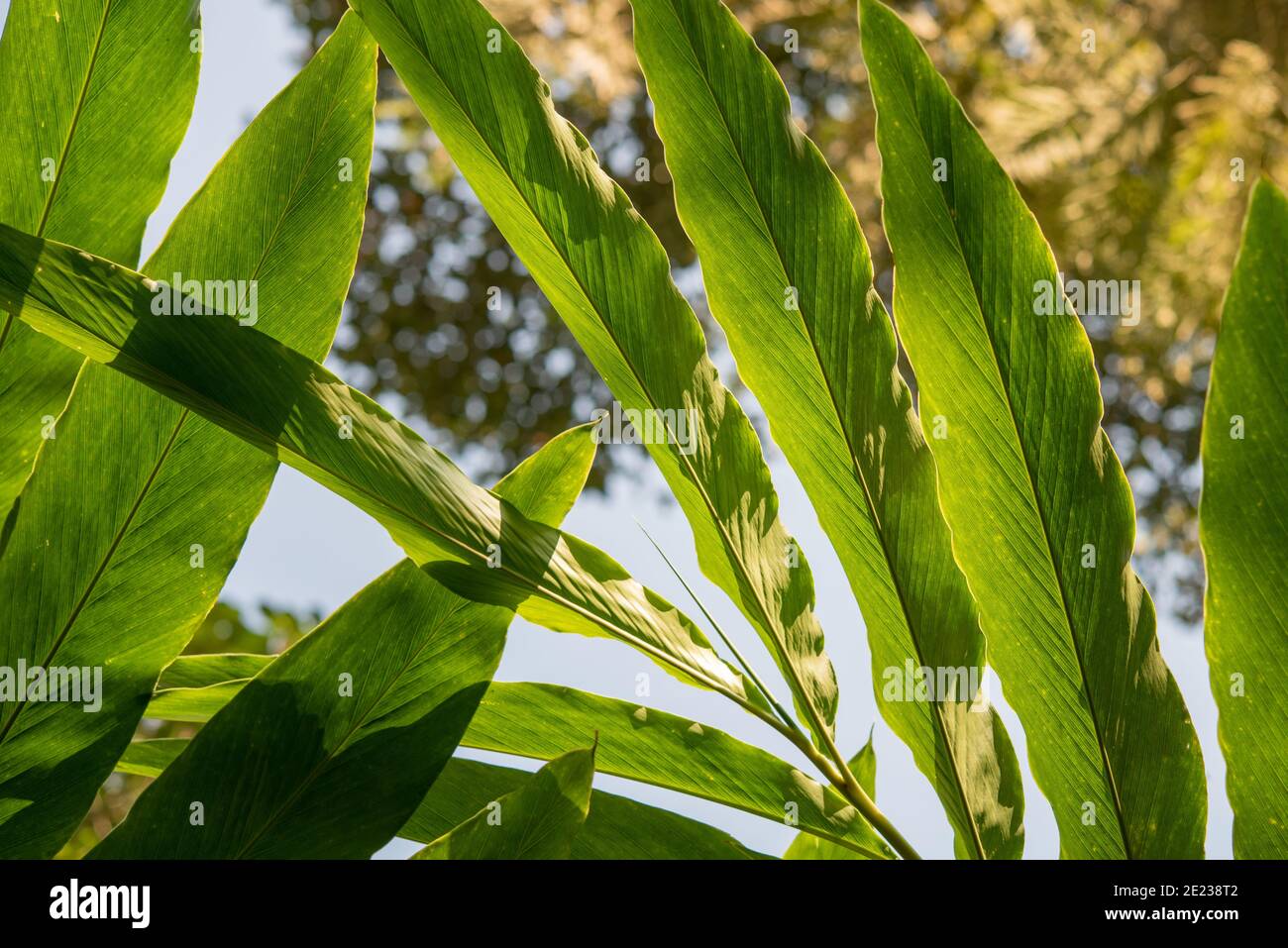 Close-up of cardamom leaves growing at farm in Kumily, Kerala, India ...