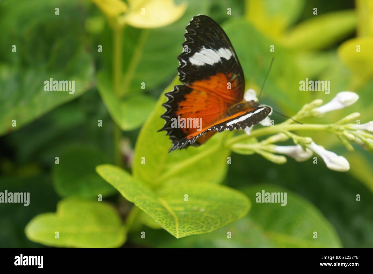 Closeup butterfly antennae hi-res stock photography and images - Alamy