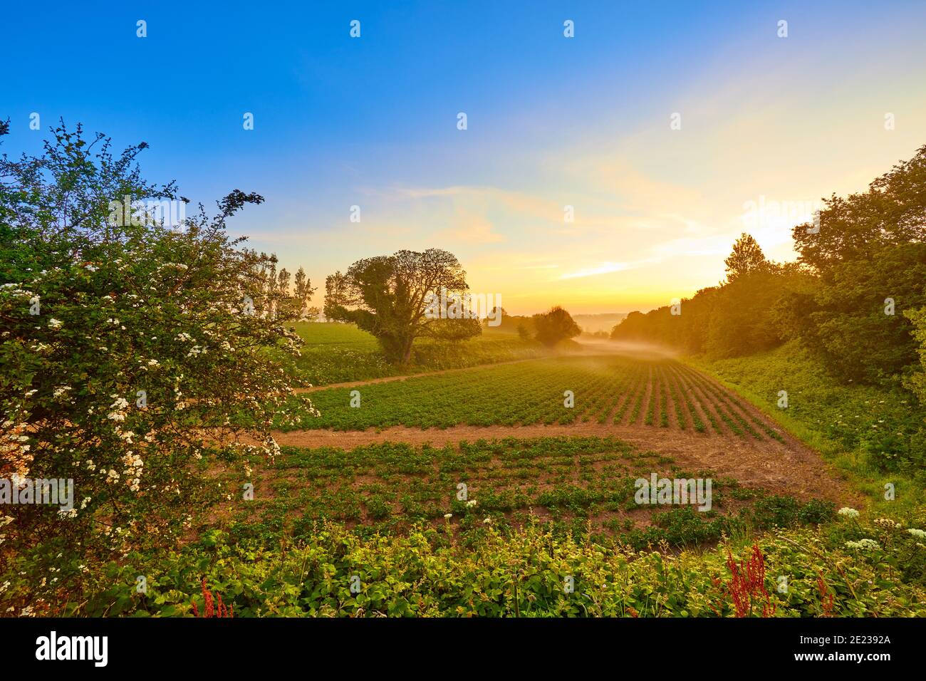 Image of a valley with agricultrial fields with potatoes growing at ...