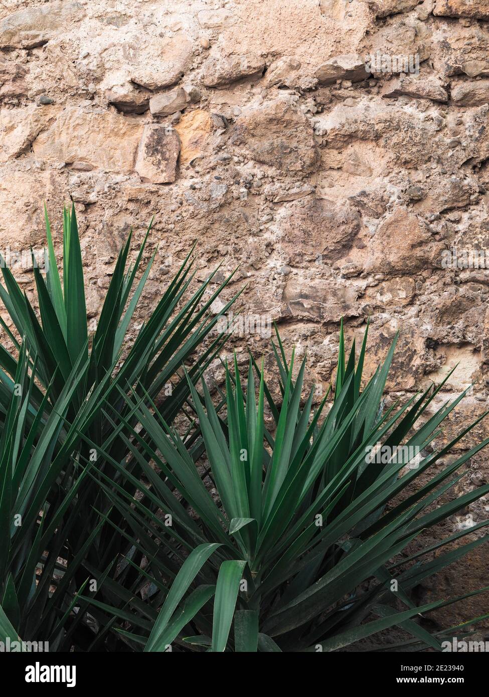 Foreground Of Natural Vegetation High Resolution Stock Photography and ...