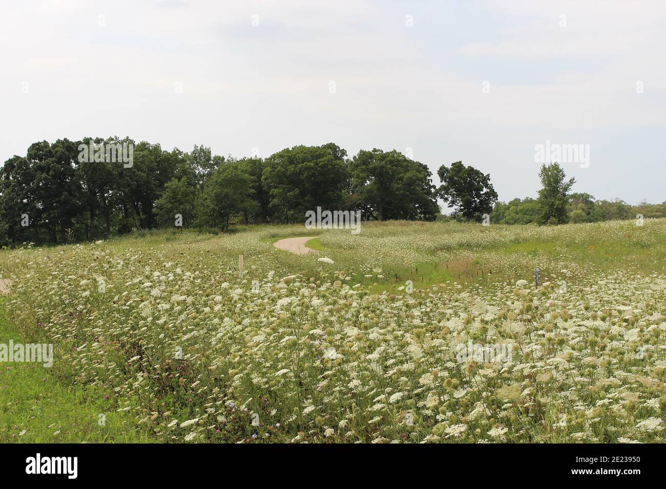 Illinois prairie wildflowers hi-res stock photography and images - Alamy