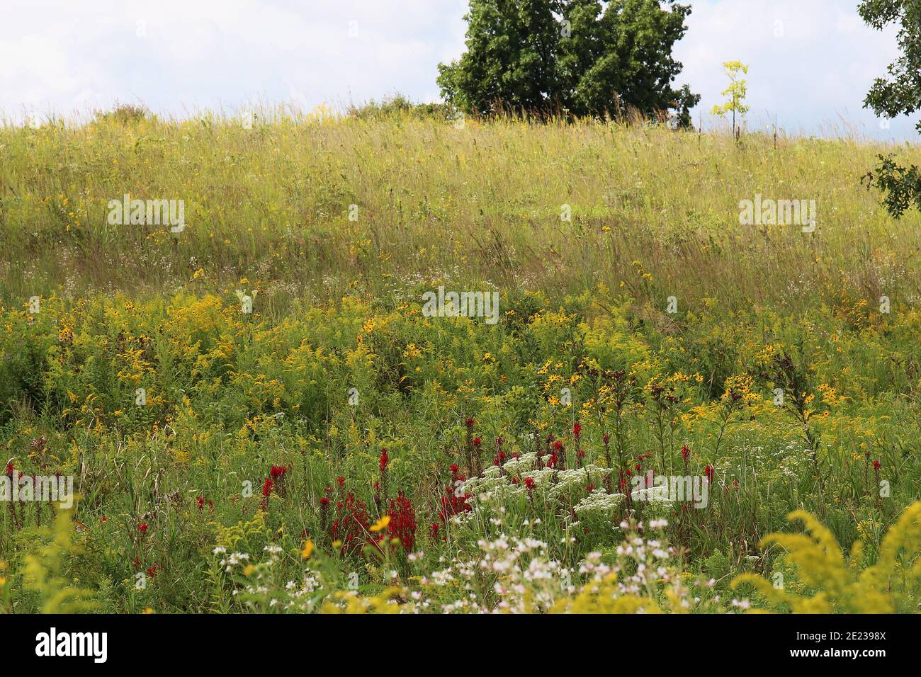 A hilly prairie covered with wildflowers and grasses, including ...
