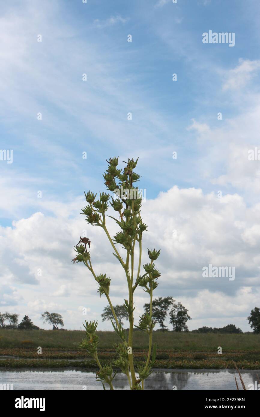 Prairie compass hi-res stock photography and images - Alamy