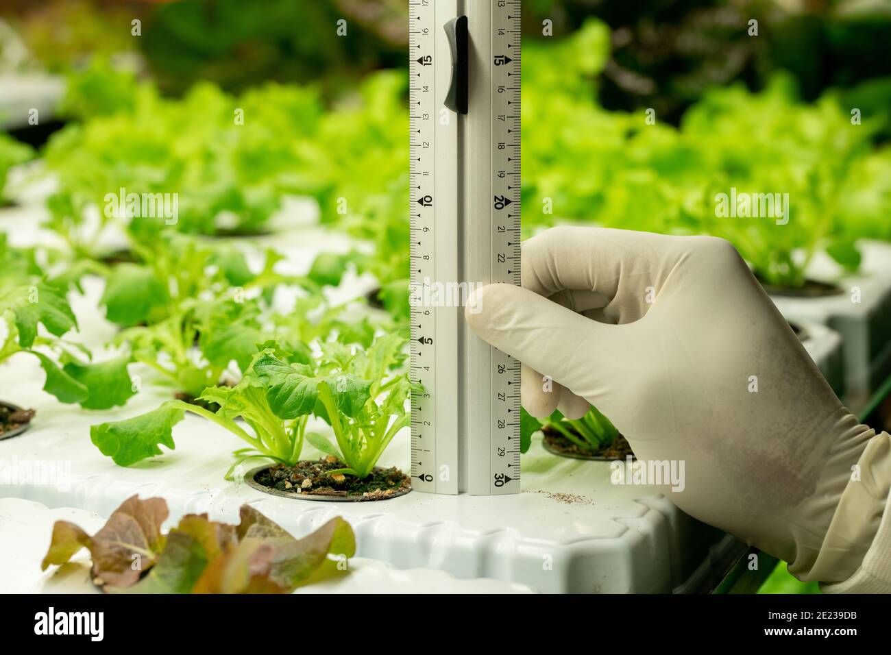 Gloved hand of vertical farm worker holding white plastic ruler close ...