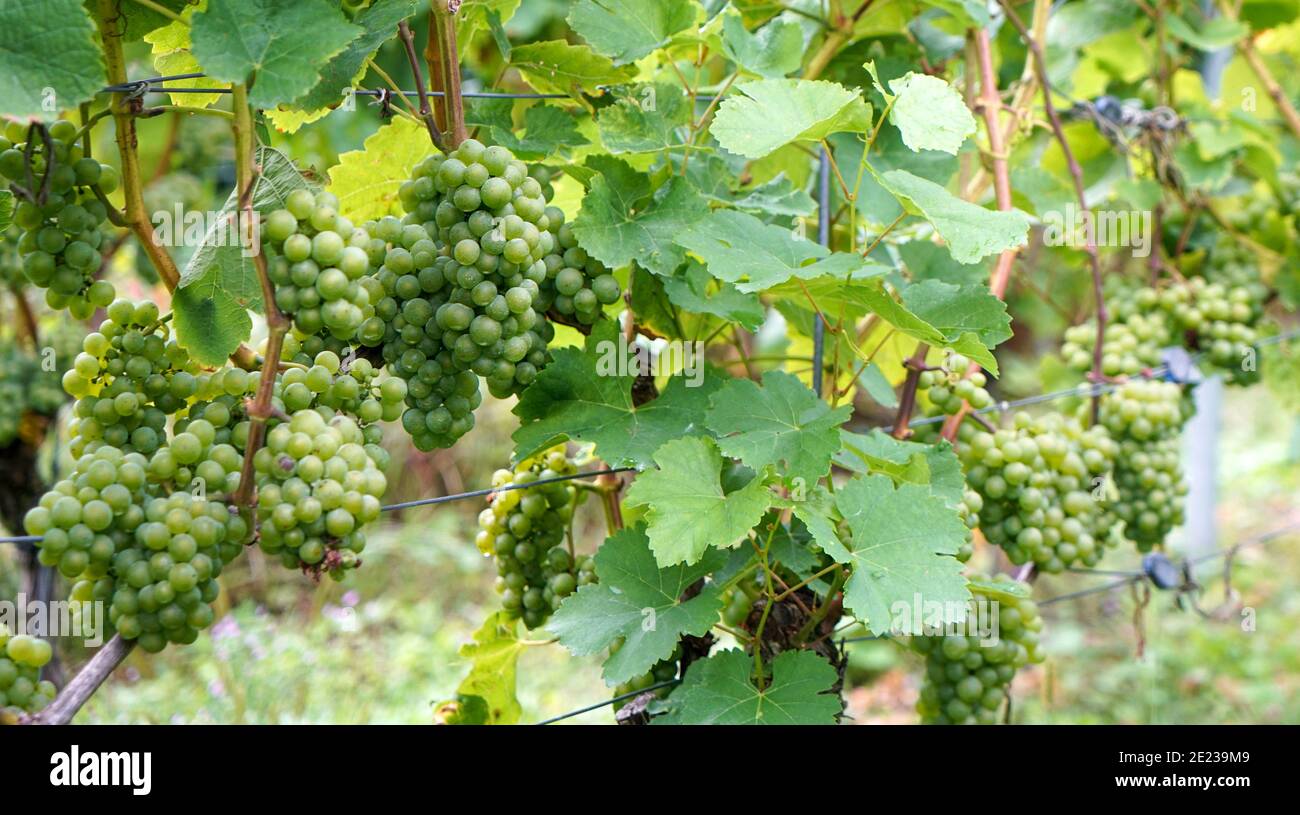Selective shot of immature grape clusters in a garden during the ...