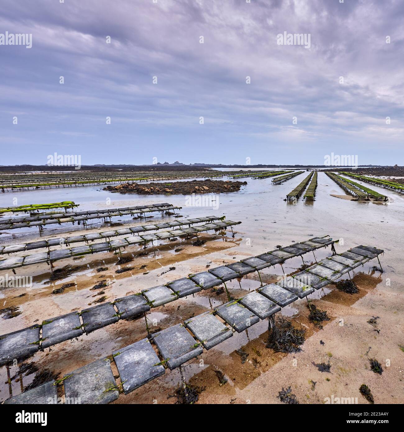 Jersey channel island farm hi-res stock photography and images - Alamy