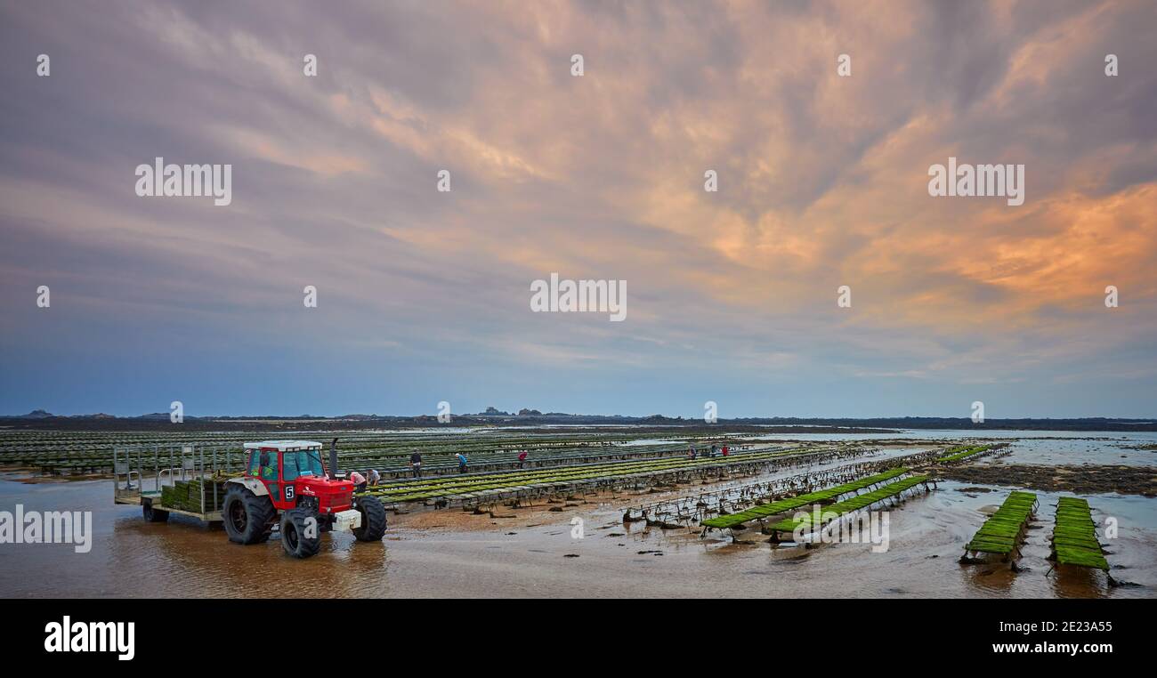 Image of comercial Oyster Farm Beds on the beach in St Clements Bay ...