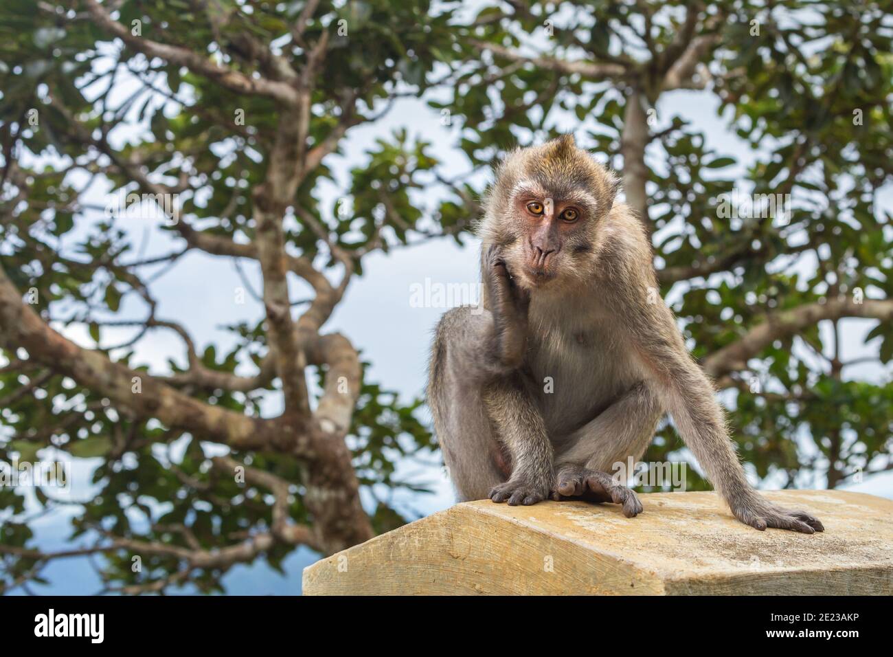 Monkeys at the Gorges viewpoint. Black River Gorges national park ...