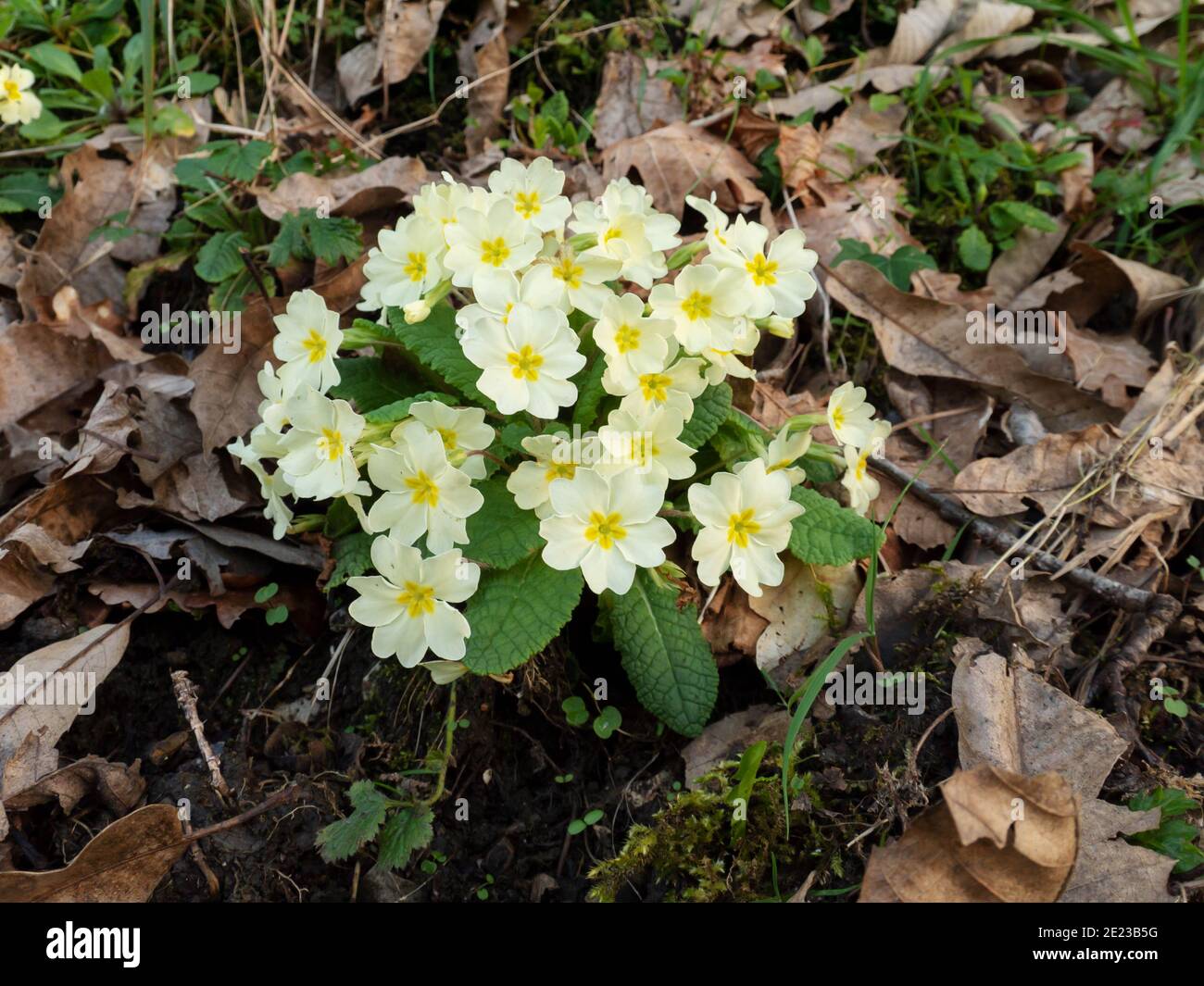 Pale yellow flowers hi-res stock photography and images - Alamy