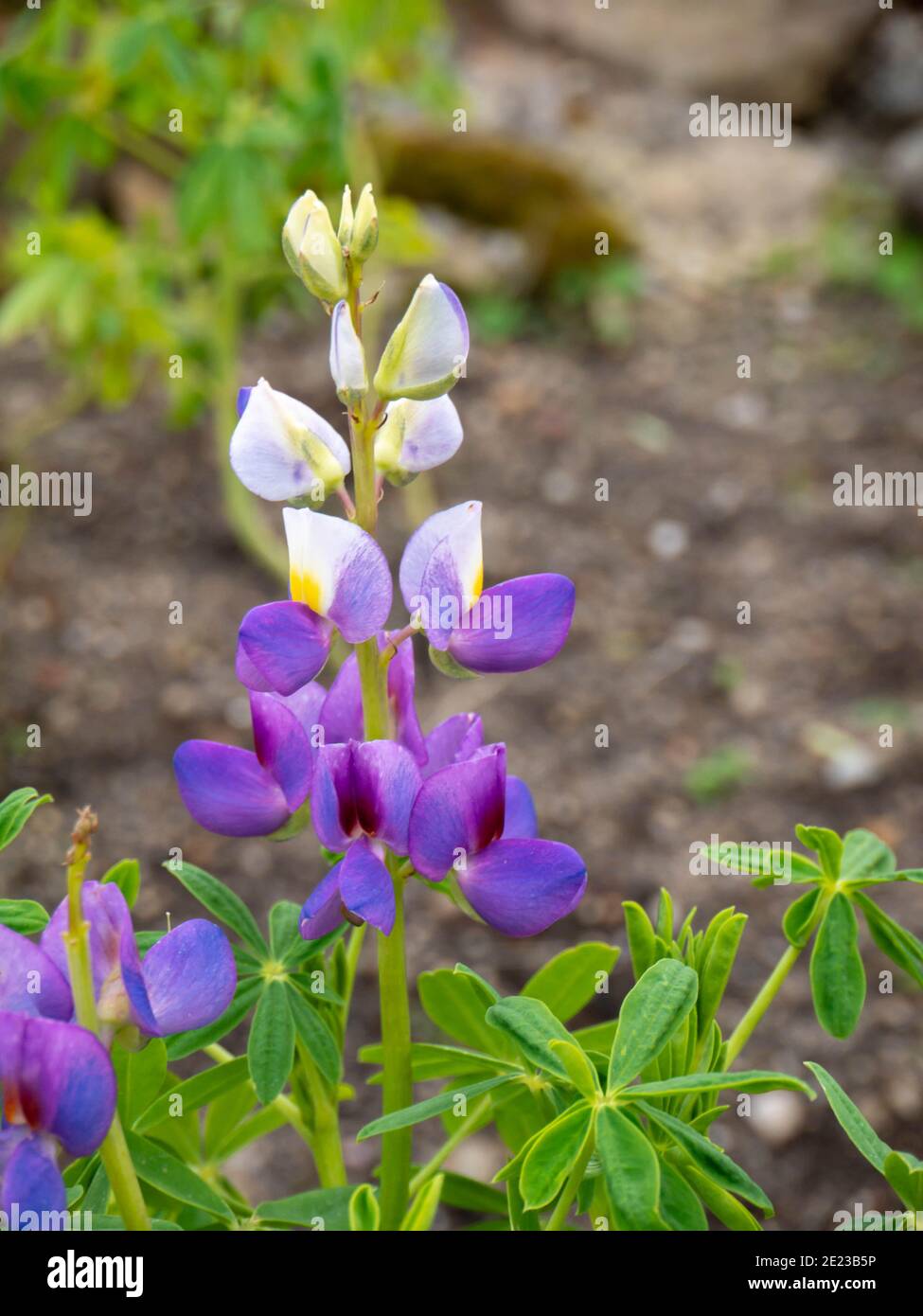 Andean lupin or lupinus mutabilis colorful flowers and leaves Stock ...