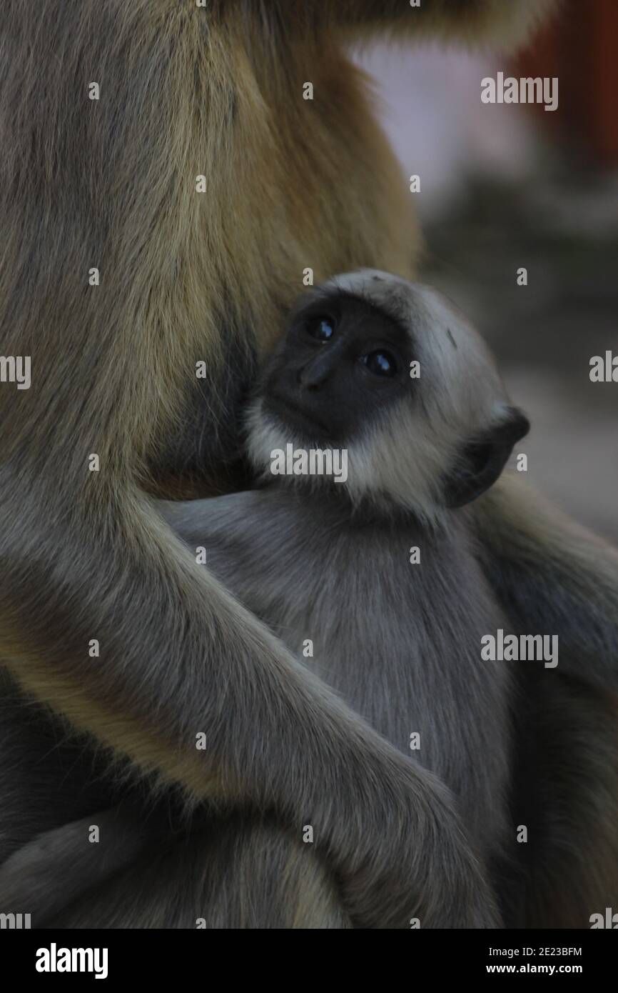 Surilis hi-res stock photography and images - Alamy