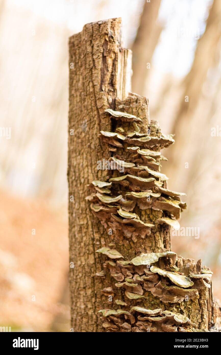 Vertical closeup of a group of tree fungi growing on a tru Stock Photo ...