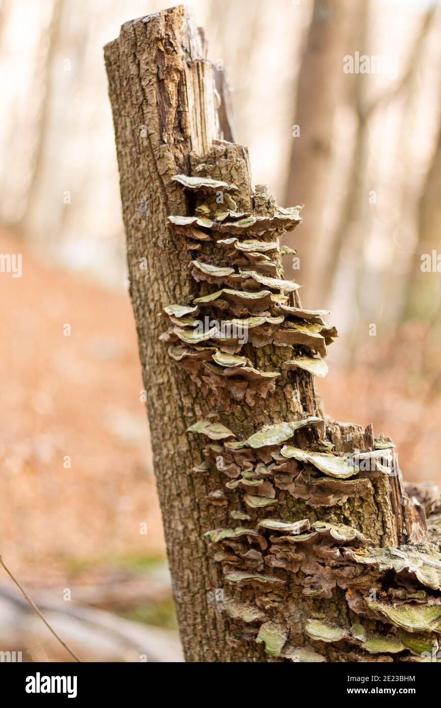 Vertical closeup of fungi growing on a cut tree trunk. Fomes ...