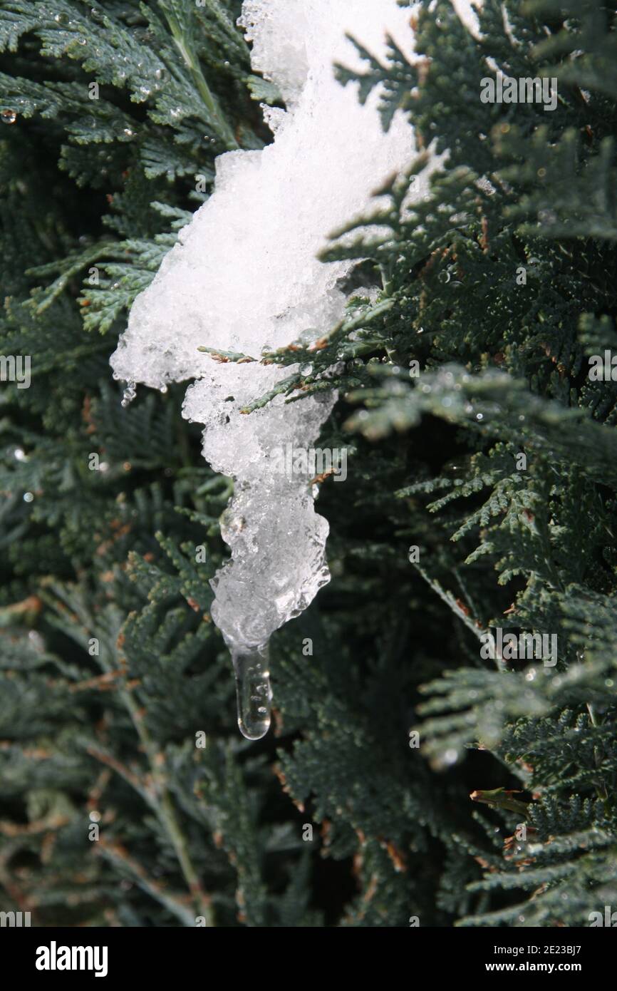 Pine hedge hi-res stock photography and images - Alamy