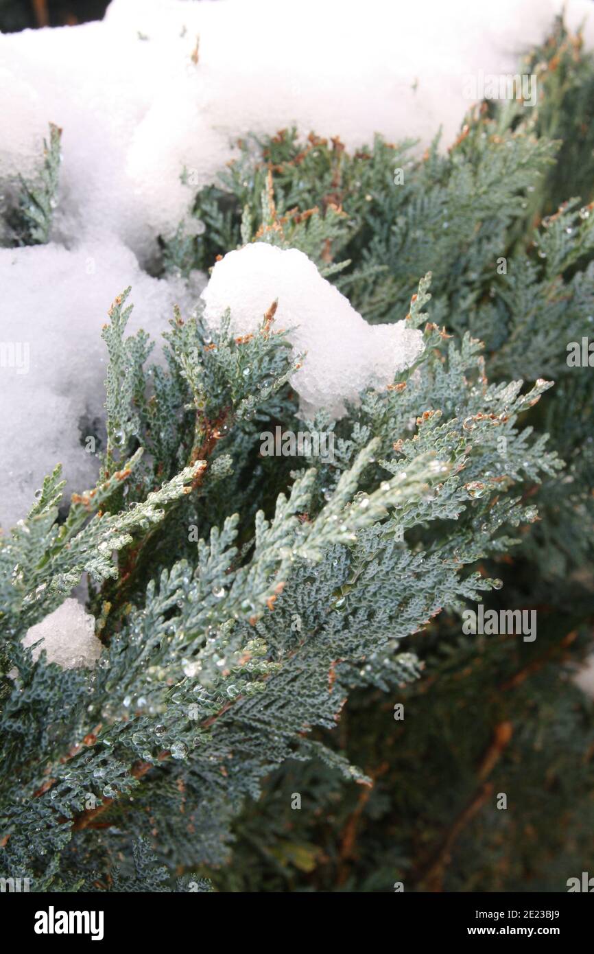Pine hedge hi-res stock photography and images - Alamy