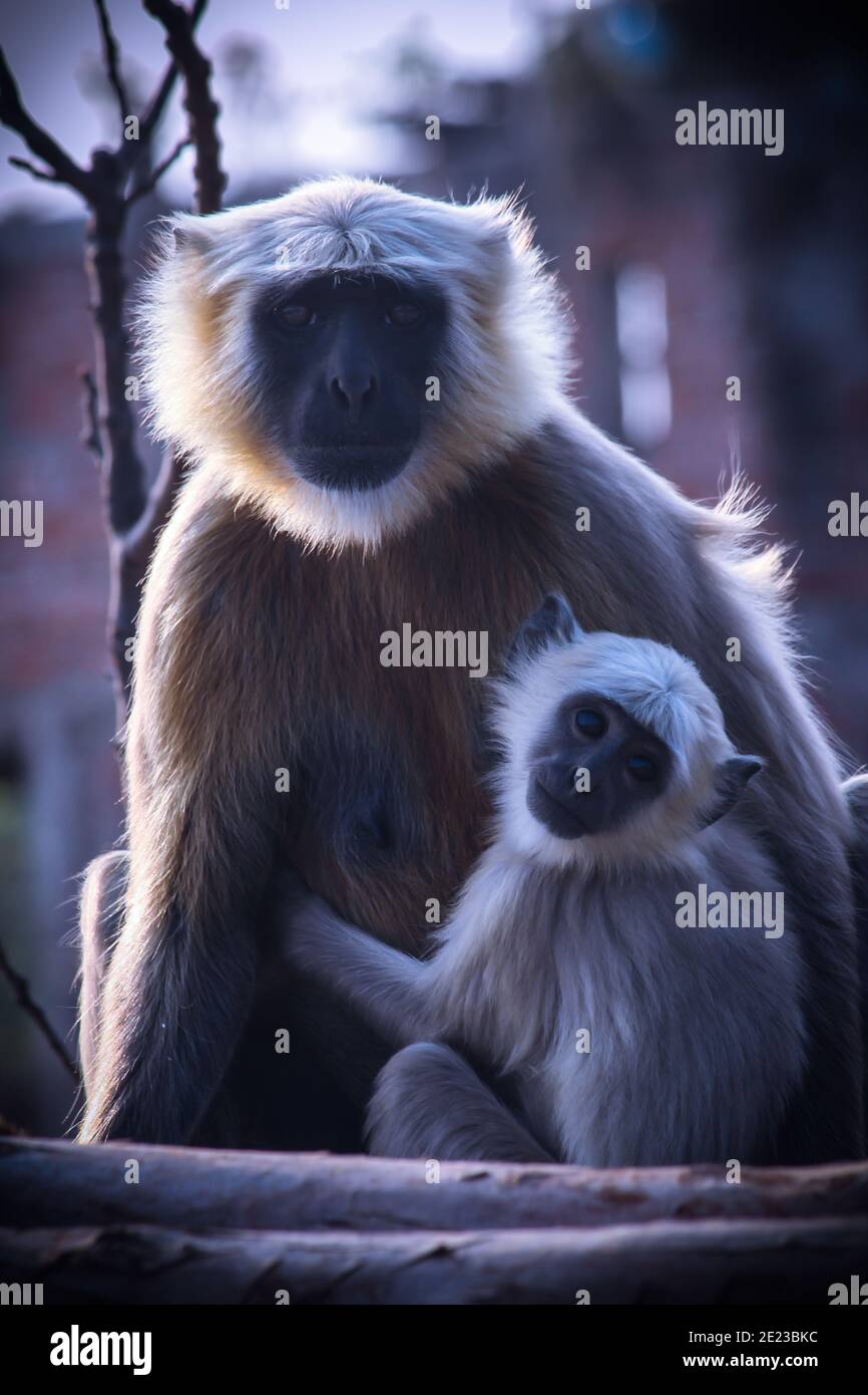 Surilis hi-res stock photography and images - Alamy