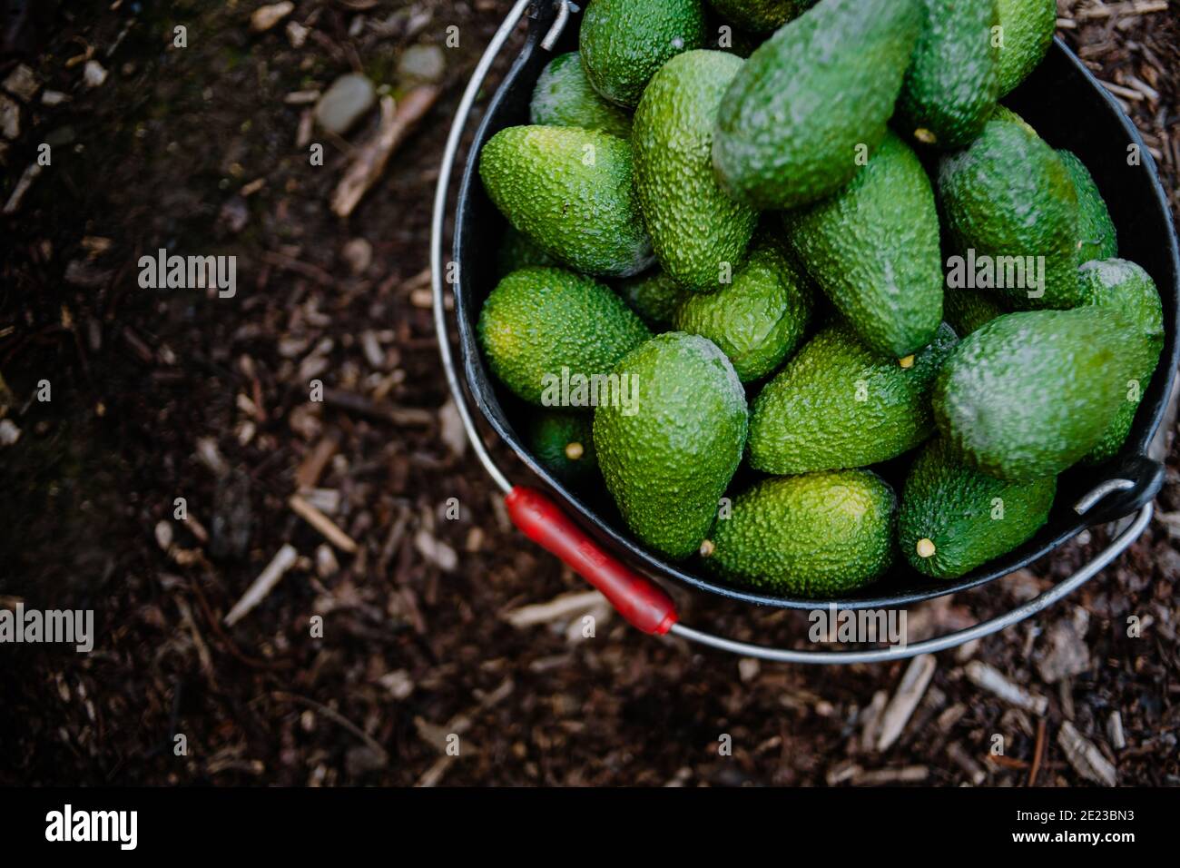 Hass avocados harvested inside of a bucket. Top View Stock Photo - Alamy