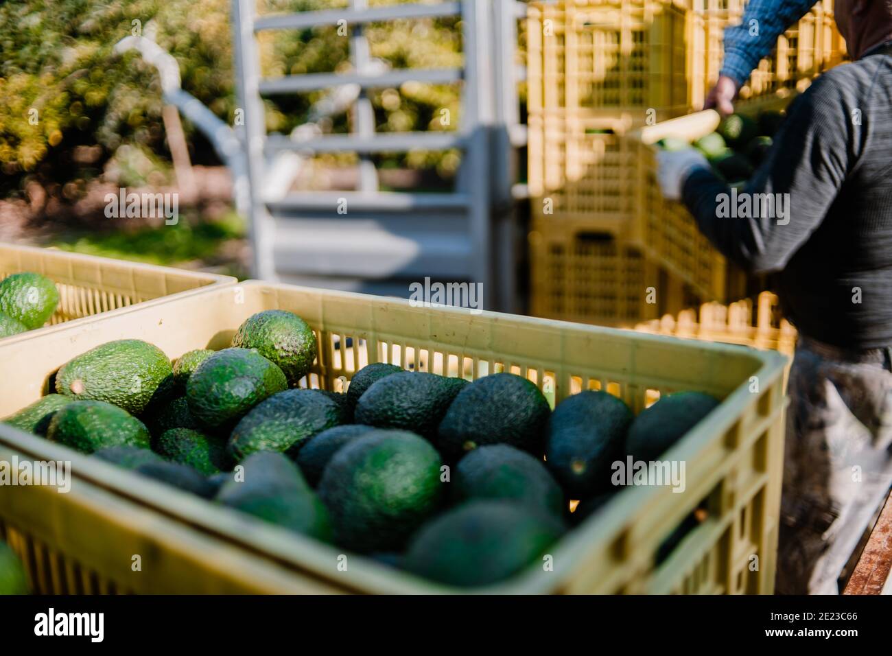 Truck farm vegetable harvest hi-res stock photography and images - Alamy