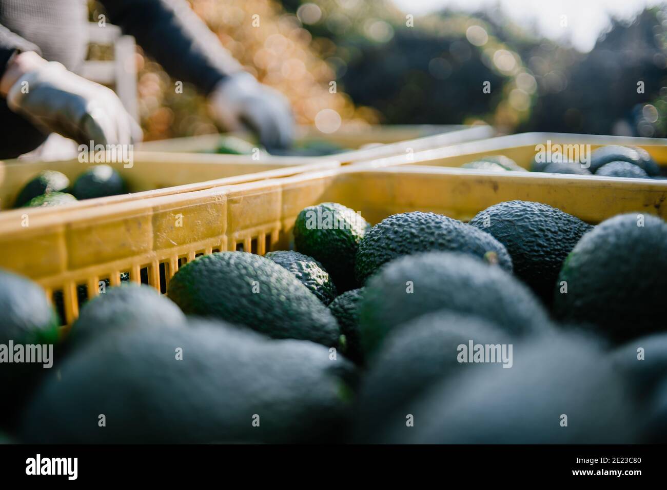 Farmers loading produce into truck hi-res stock photography and images ...