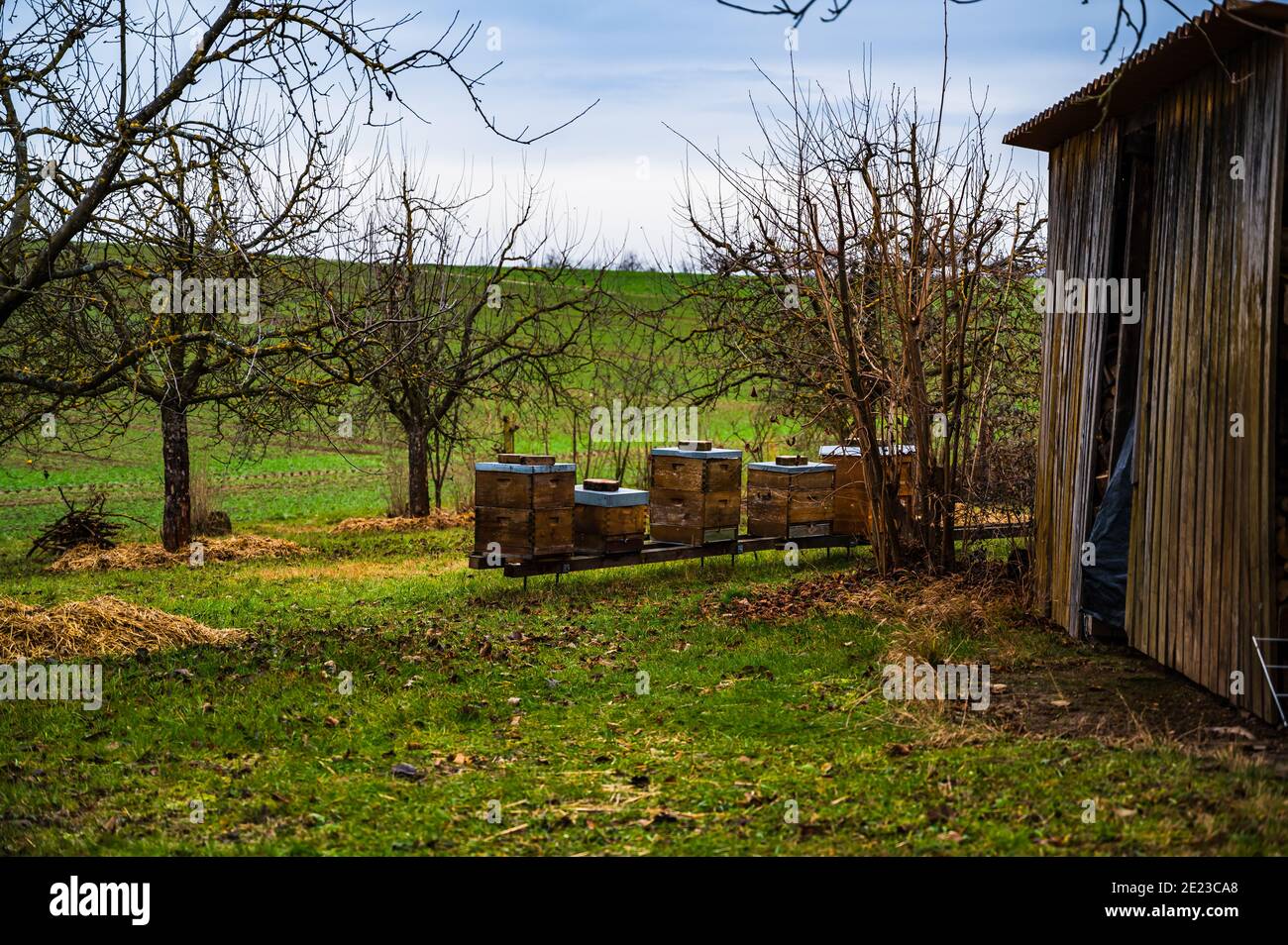 Wooden bee boxes on the grassy field surrounded by trees in the ...