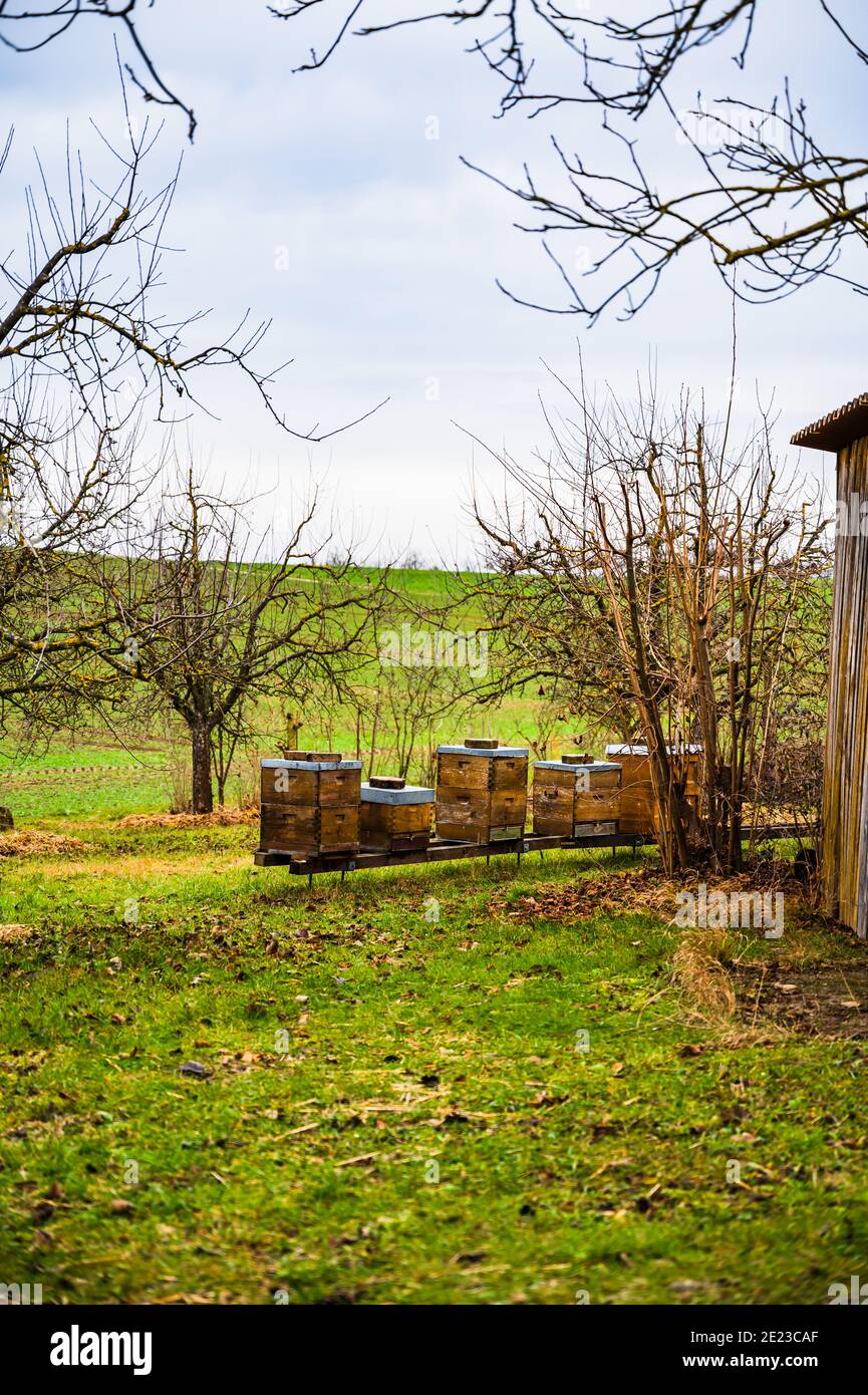 Wooden bee boxes on the grassy field surrounded by trees in the ...