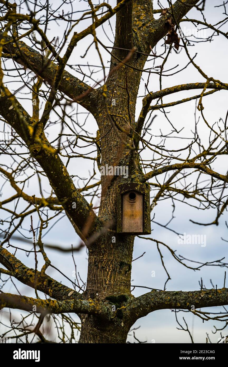 Vertical shot of a wooden bird nest on the tree covered in lichen and ...