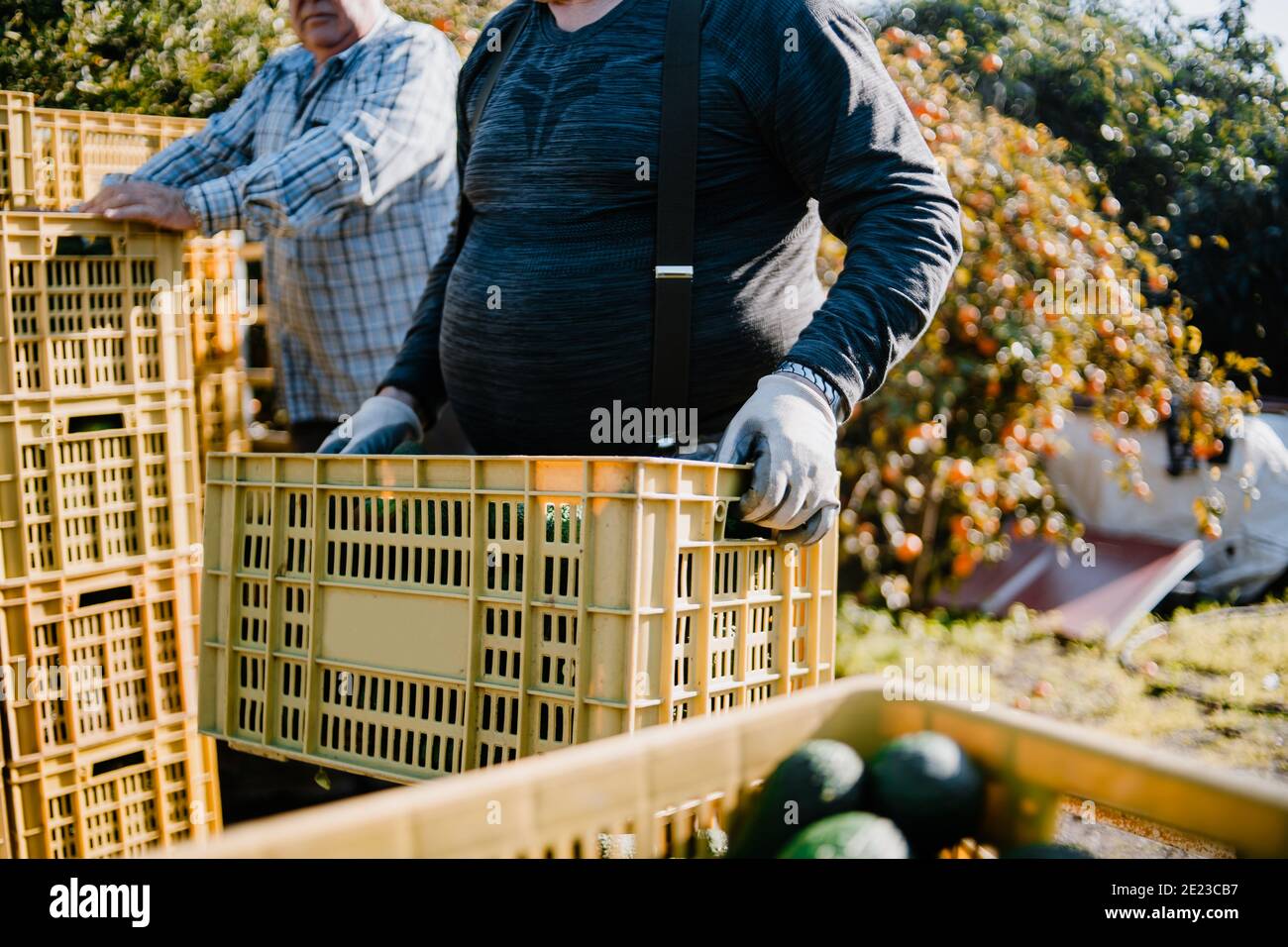 Truck farm vegetable harvest hi-res stock photography and images - Alamy