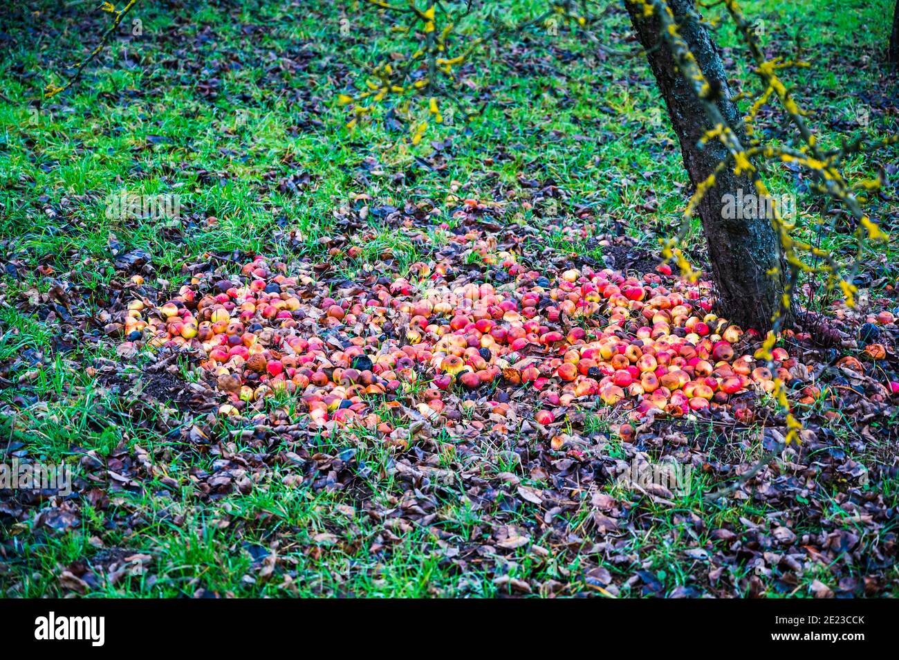 Rotting grass hi-res stock photography and images - Alamy