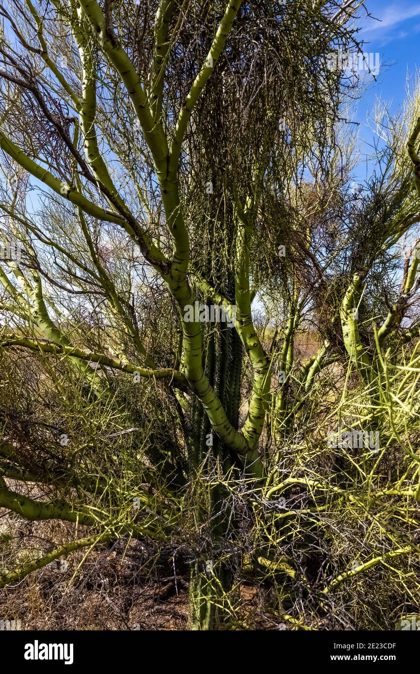 A Palo Verde tree acts as a nurse tree for a Saguaro cactus, Rincon ...