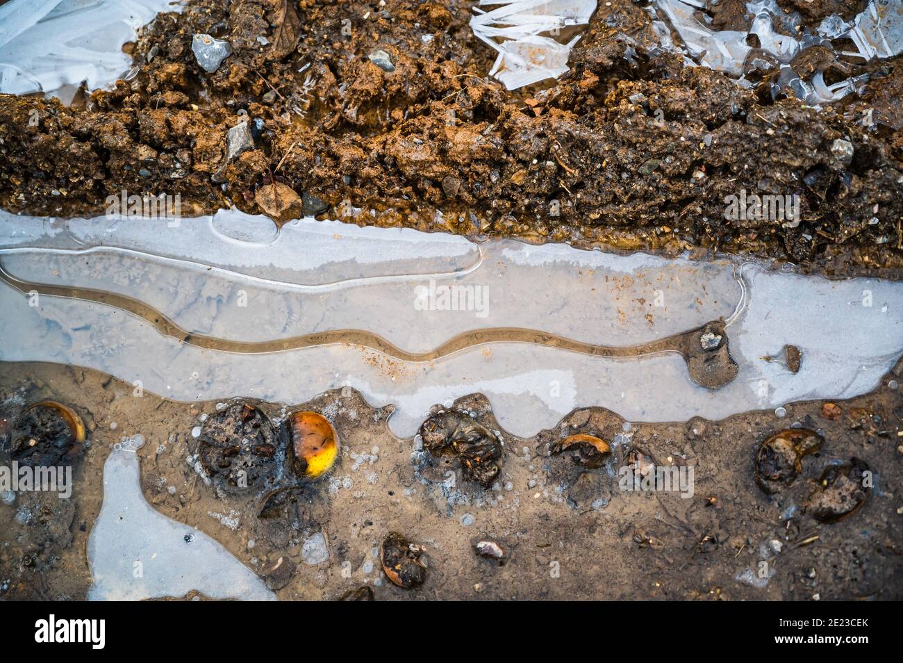 High angle of the soil covered in frozen ice and rotten fruits Stock ...