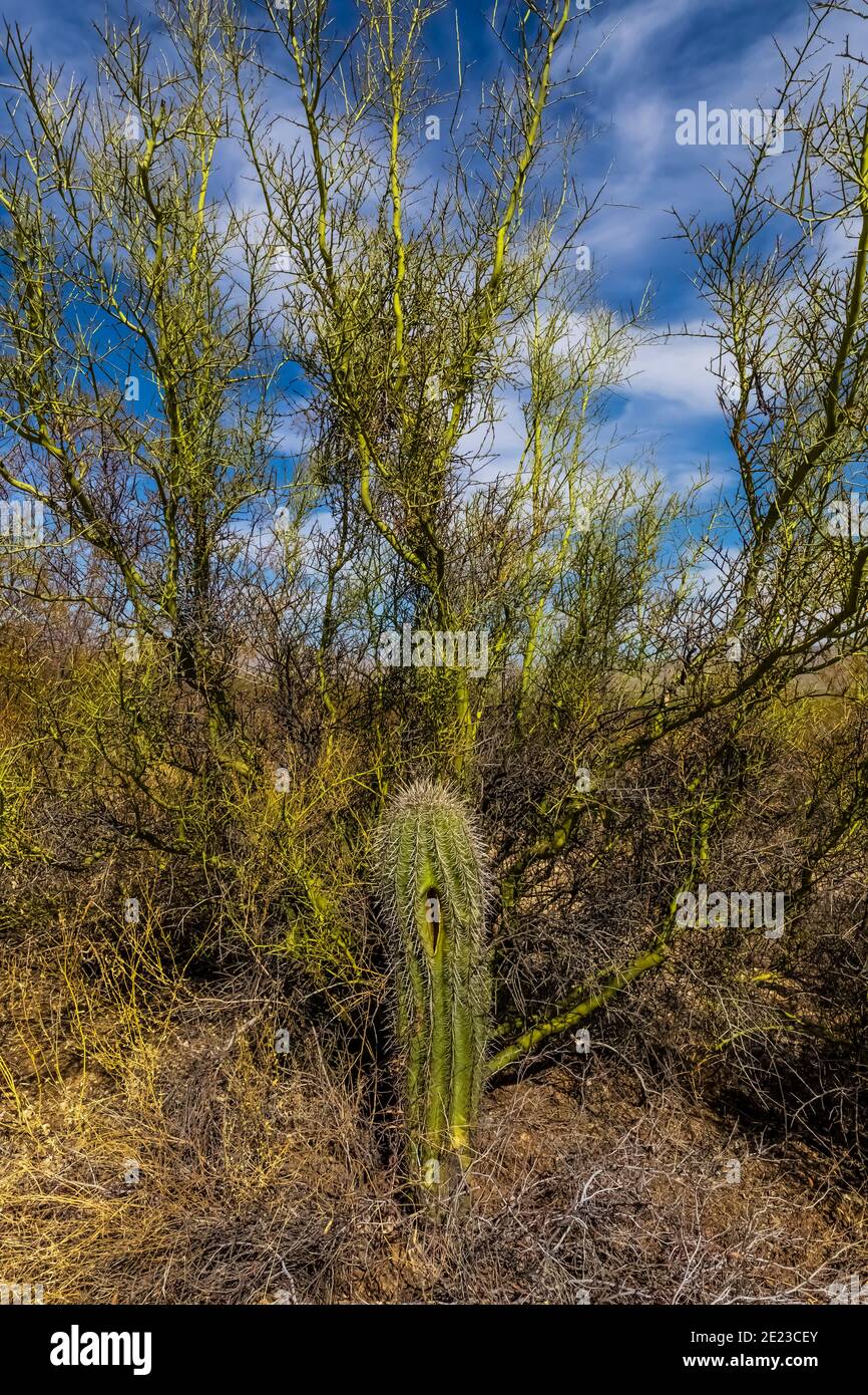 A Palo Verde tree acts as a nurse tree for a Saguaro cactus, Rincon ...