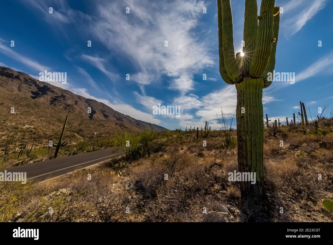 Saguaro cactus, Carnegiea gigantea, along Cactus Forest Drive in the ...
