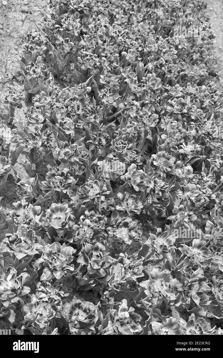 Beautiful fluted red flowers with golden yellow edges. Truly striking ...